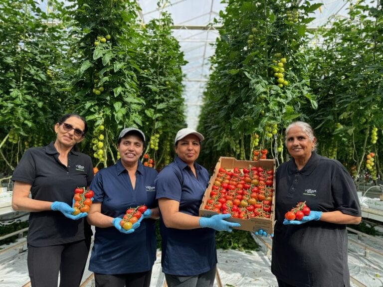 The Future is Bright for Village Farms Fresh with a Legacy of World ...